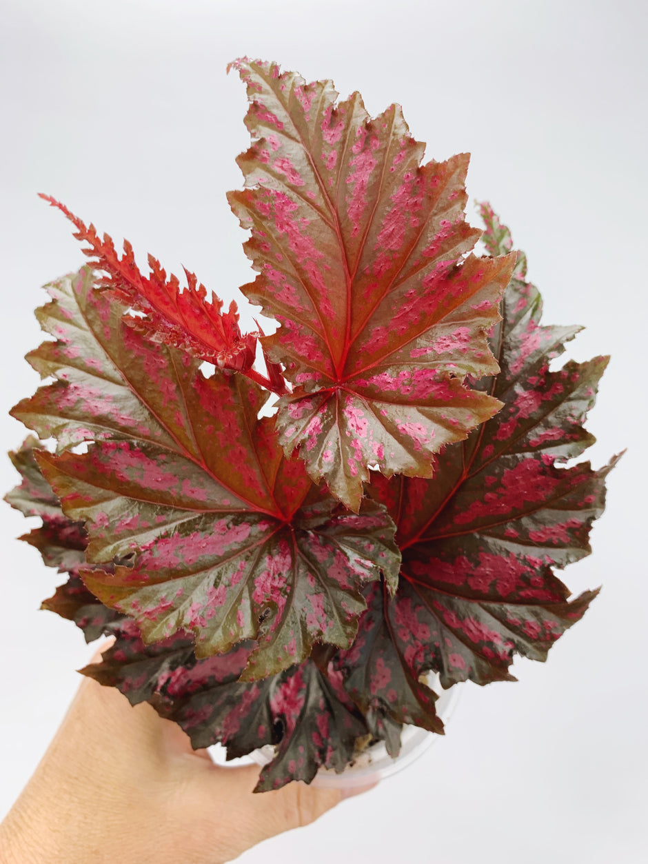 Current Plants – The Pink Trellis