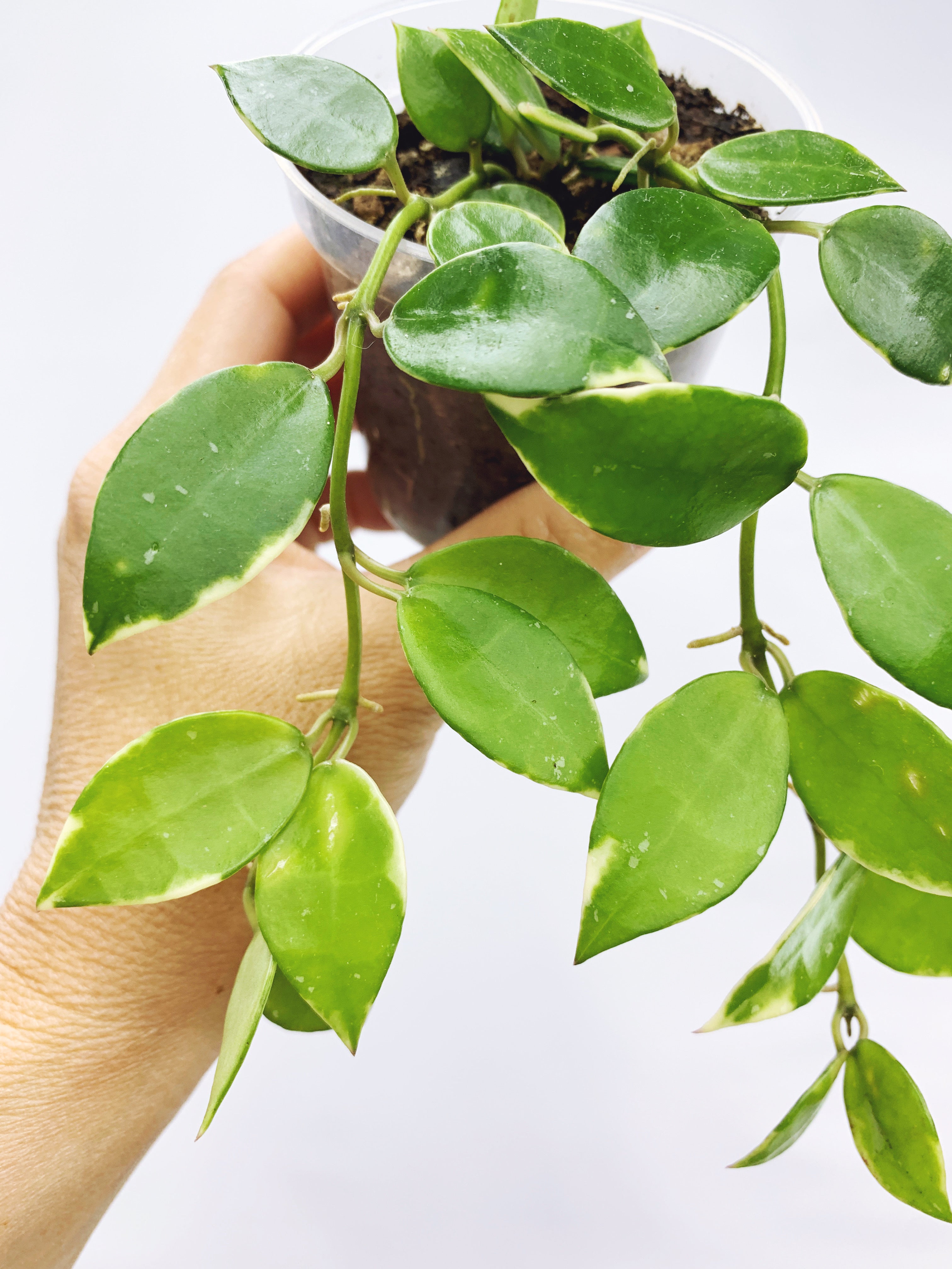 Current Plants – The Pink Trellis