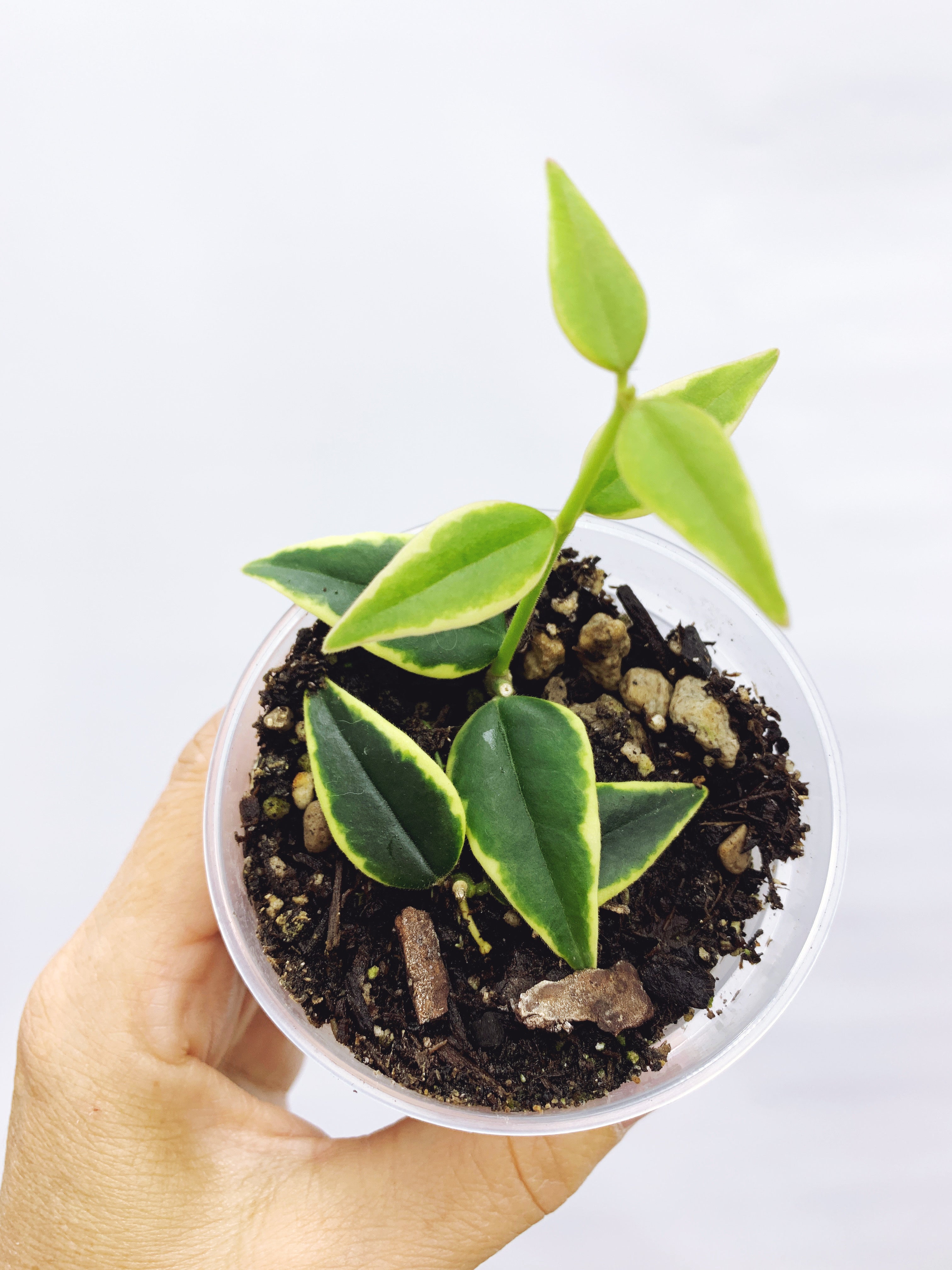 Current Plants – The Pink Trellis