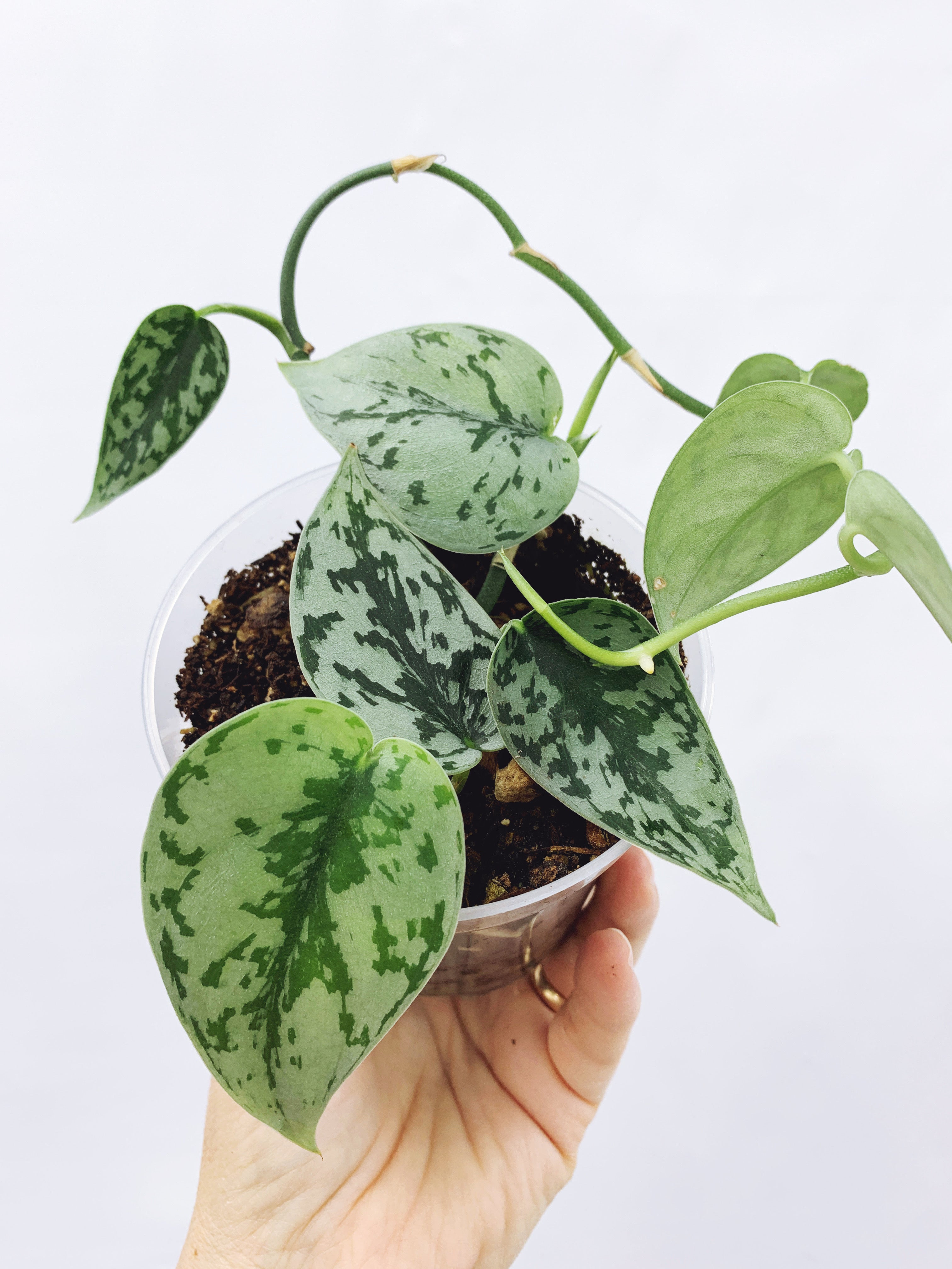 Current Plants – The Pink Trellis