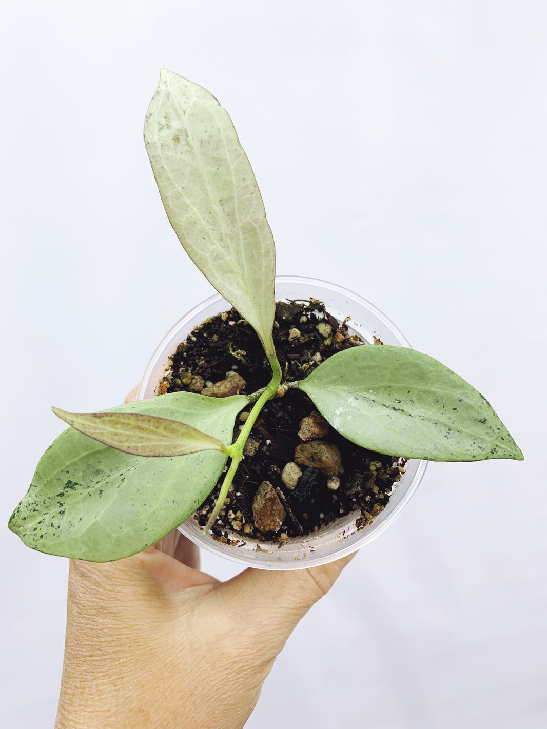 Current Plants – The Pink Trellis