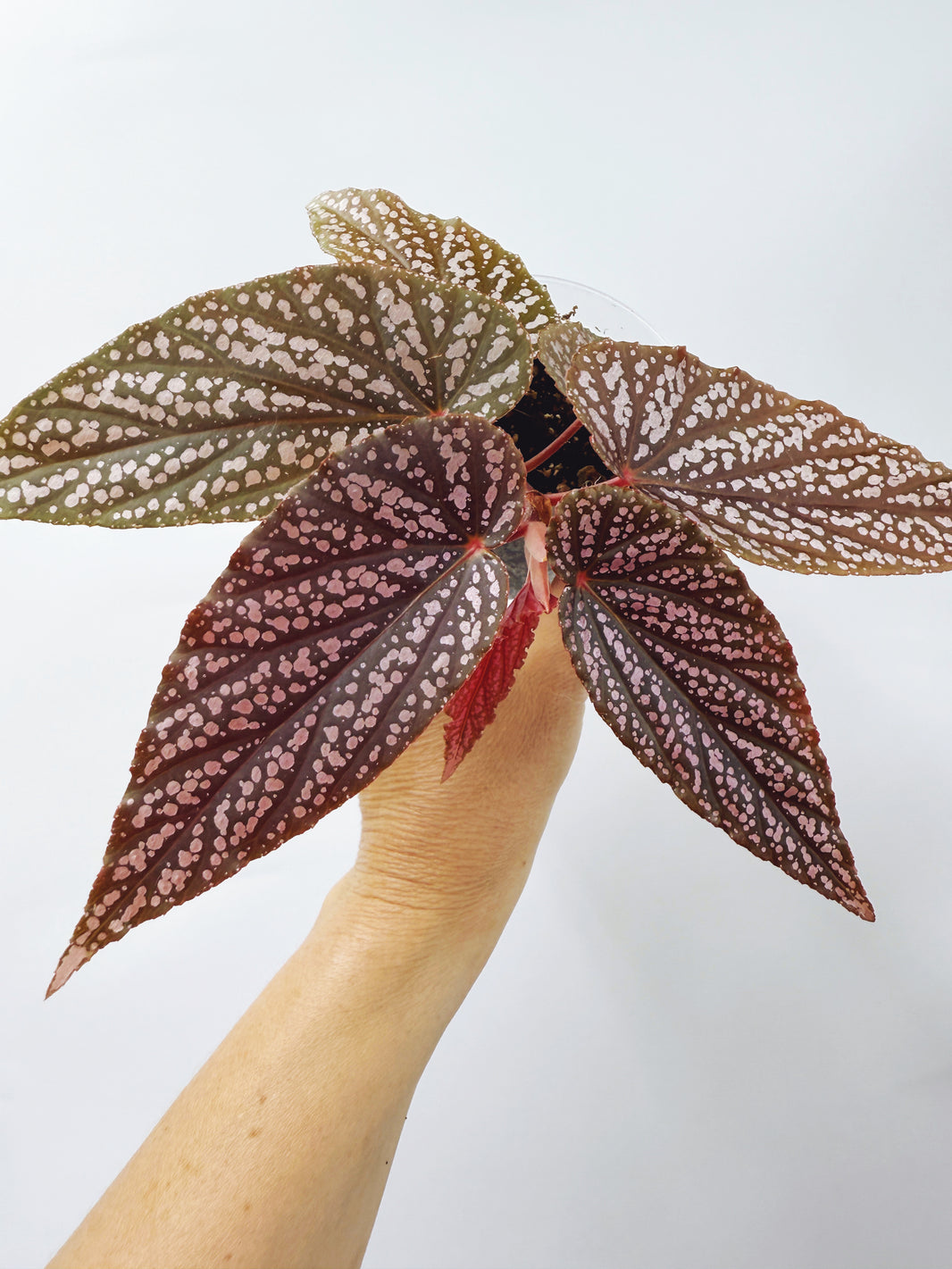 Current Plants – The Pink Trellis