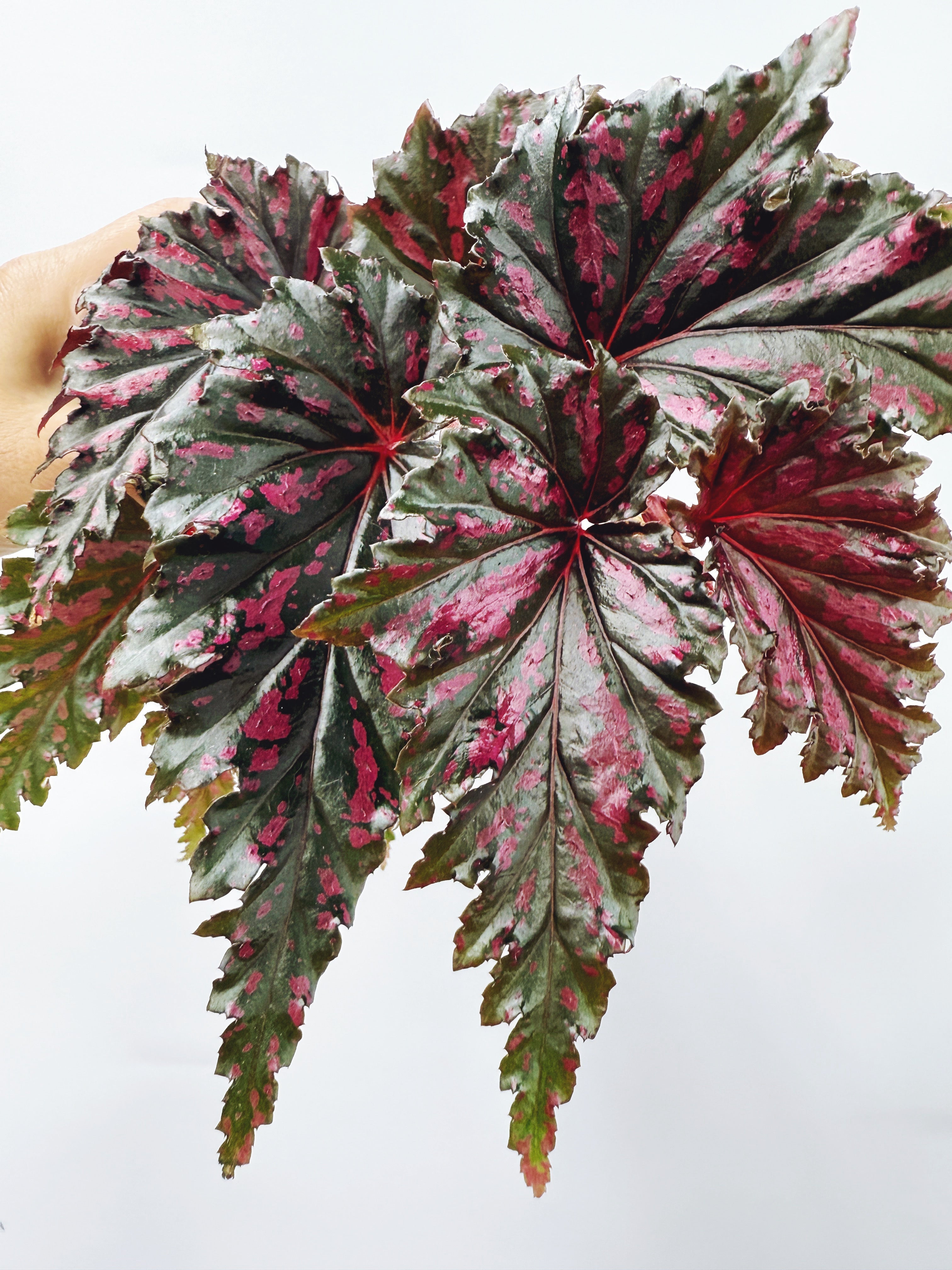 Current Plants – The Pink Trellis