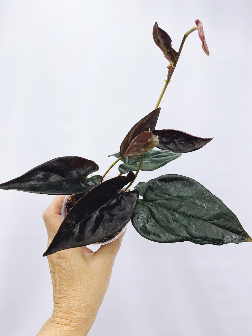 Current Plants – The Pink Trellis