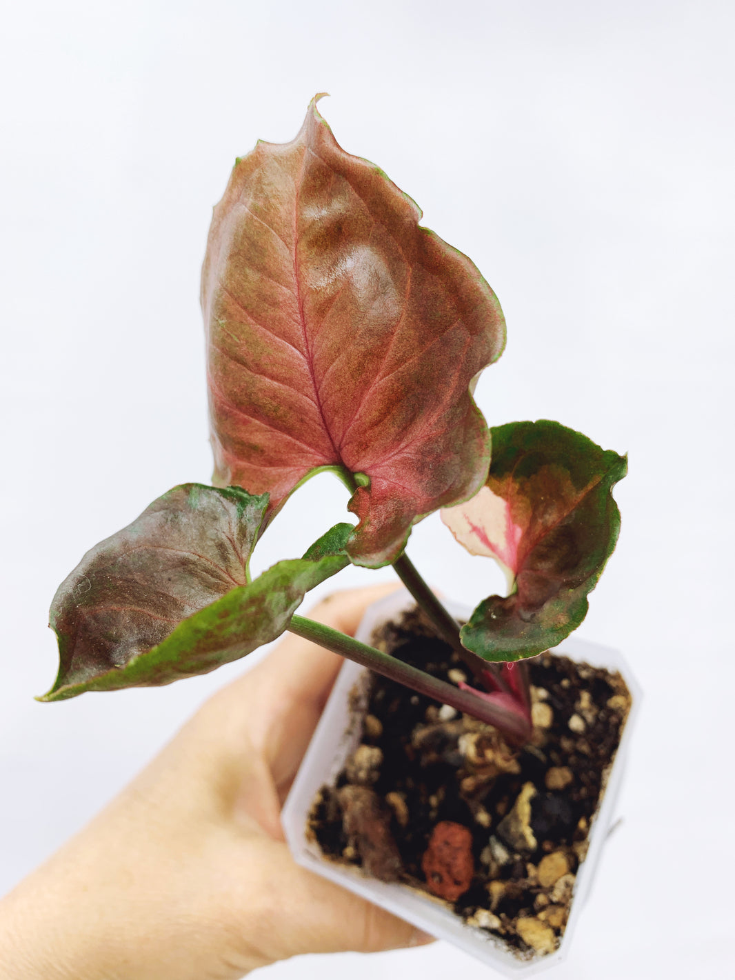 Current Plants – The Pink Trellis