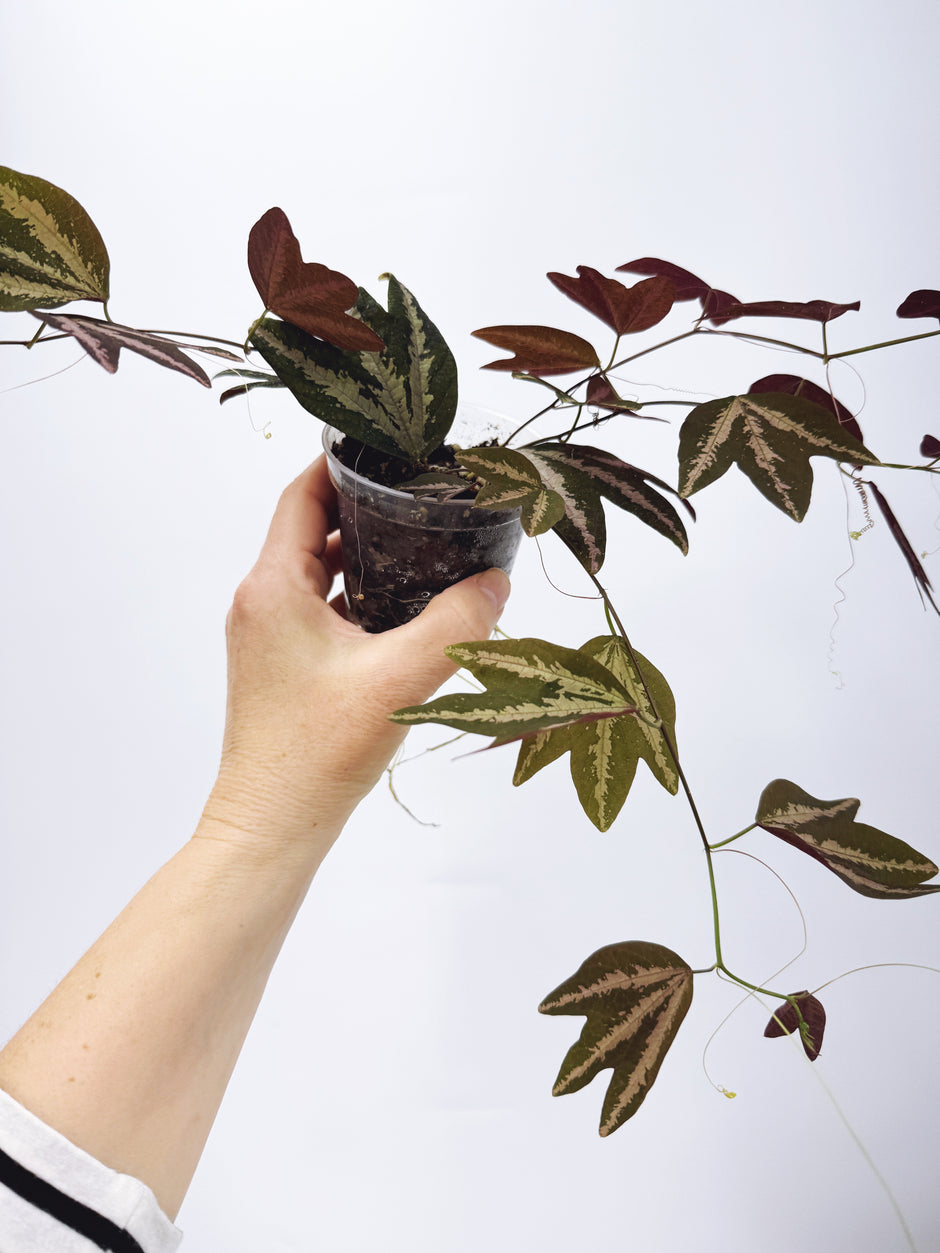 Current Plants – The Pink Trellis