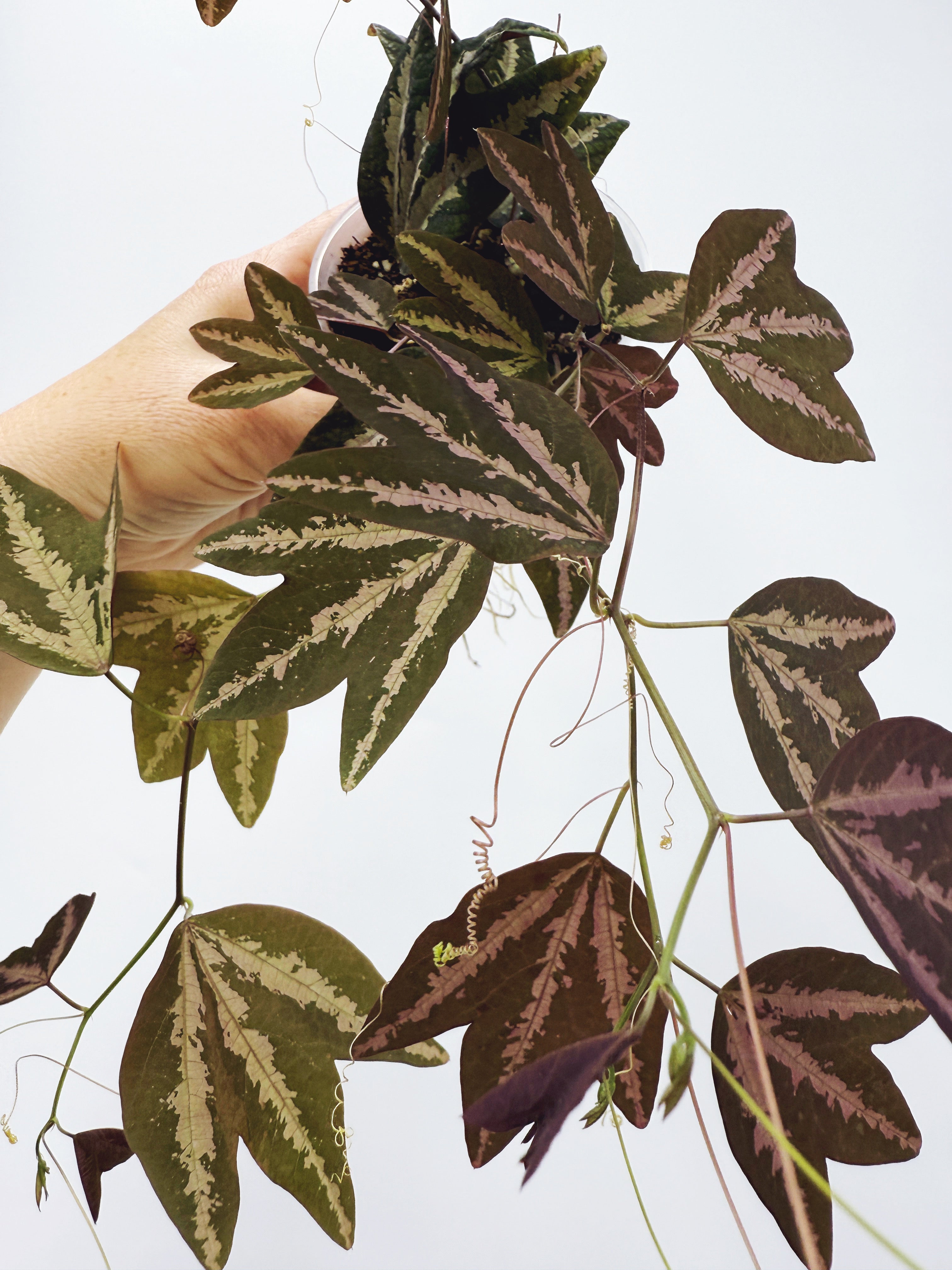 Current Plants – The Pink Trellis