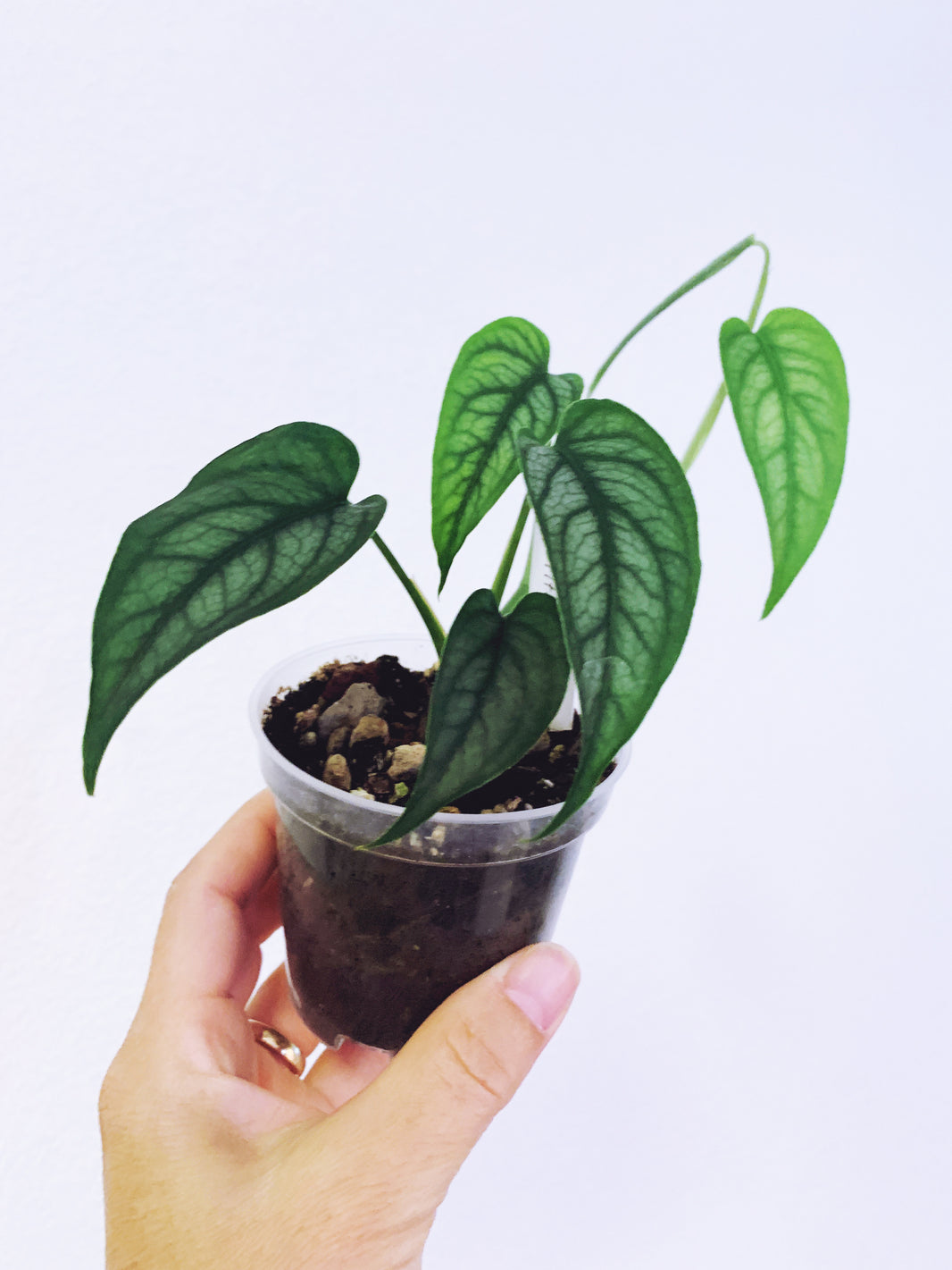 Current Plants – The Pink Trellis