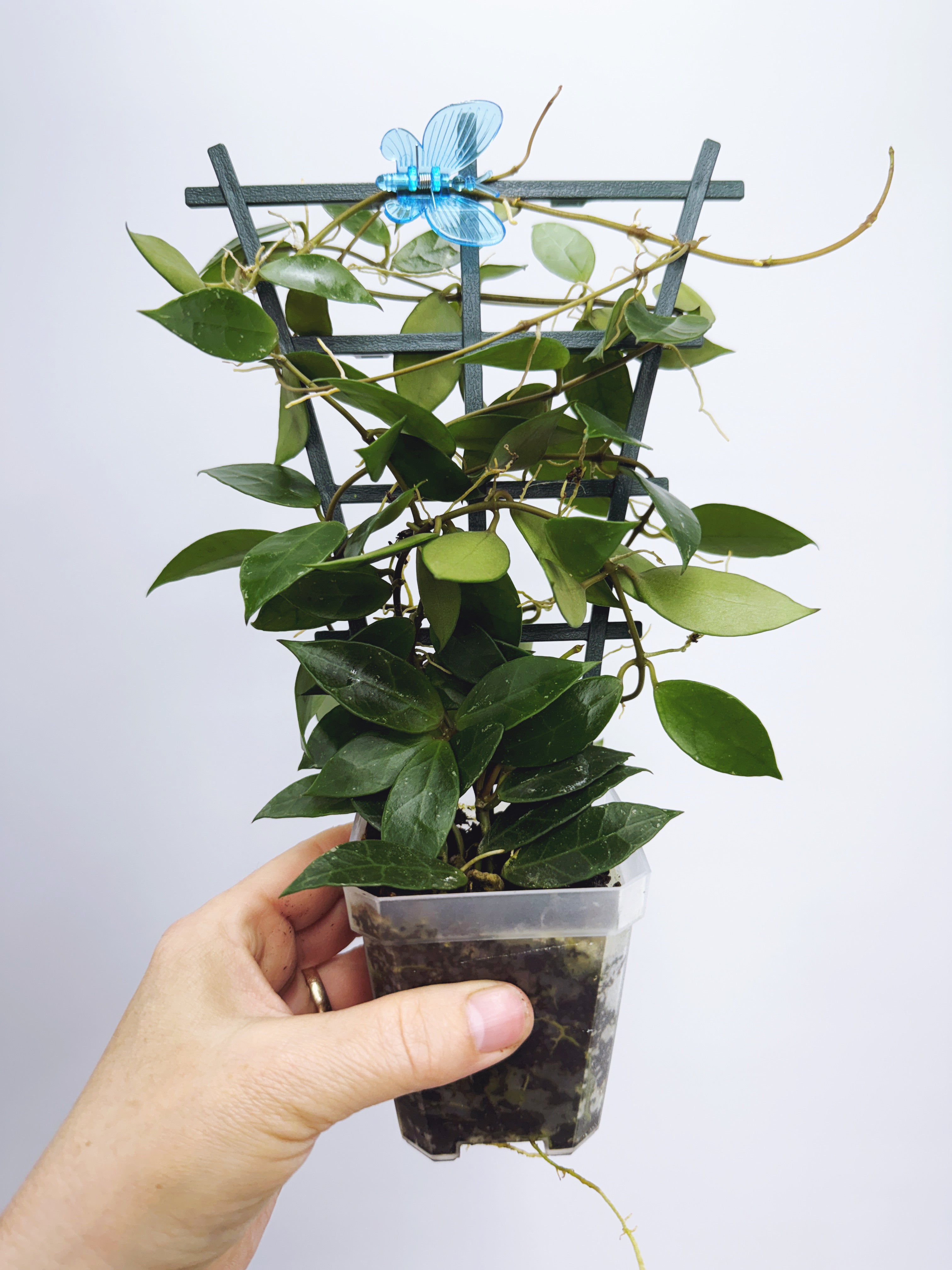 Current Plants – The Pink Trellis