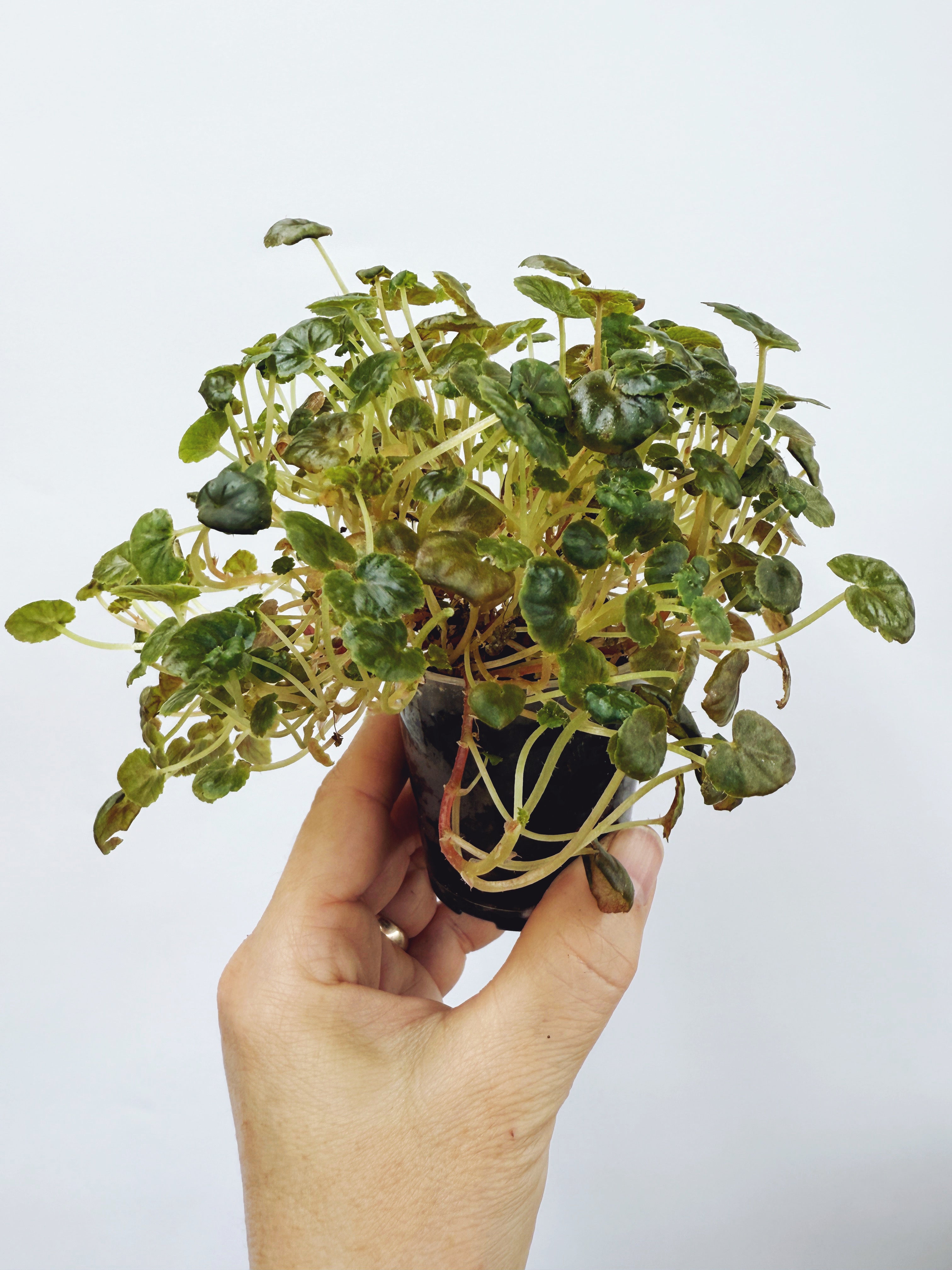 Current Plants – The Pink Trellis