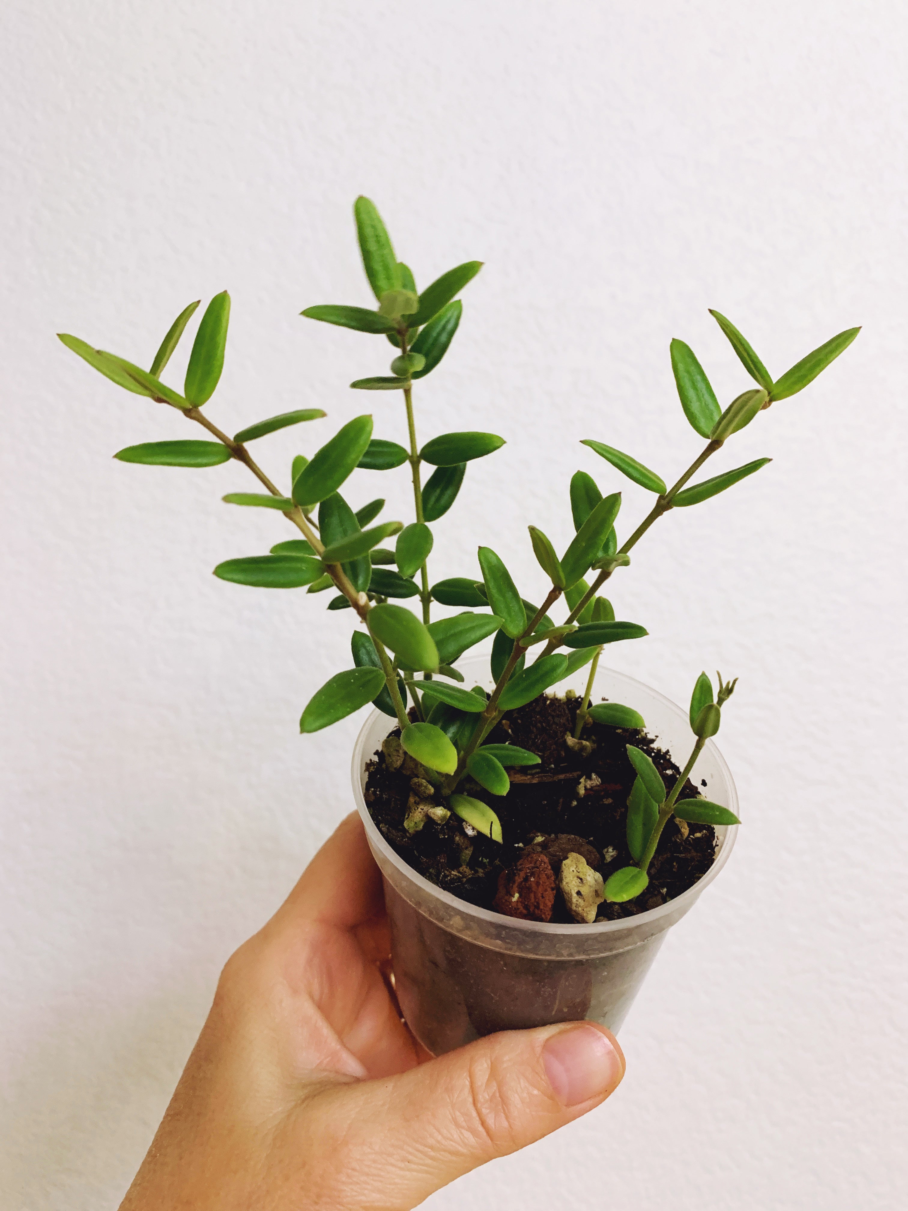 Current Plants – The Pink Trellis