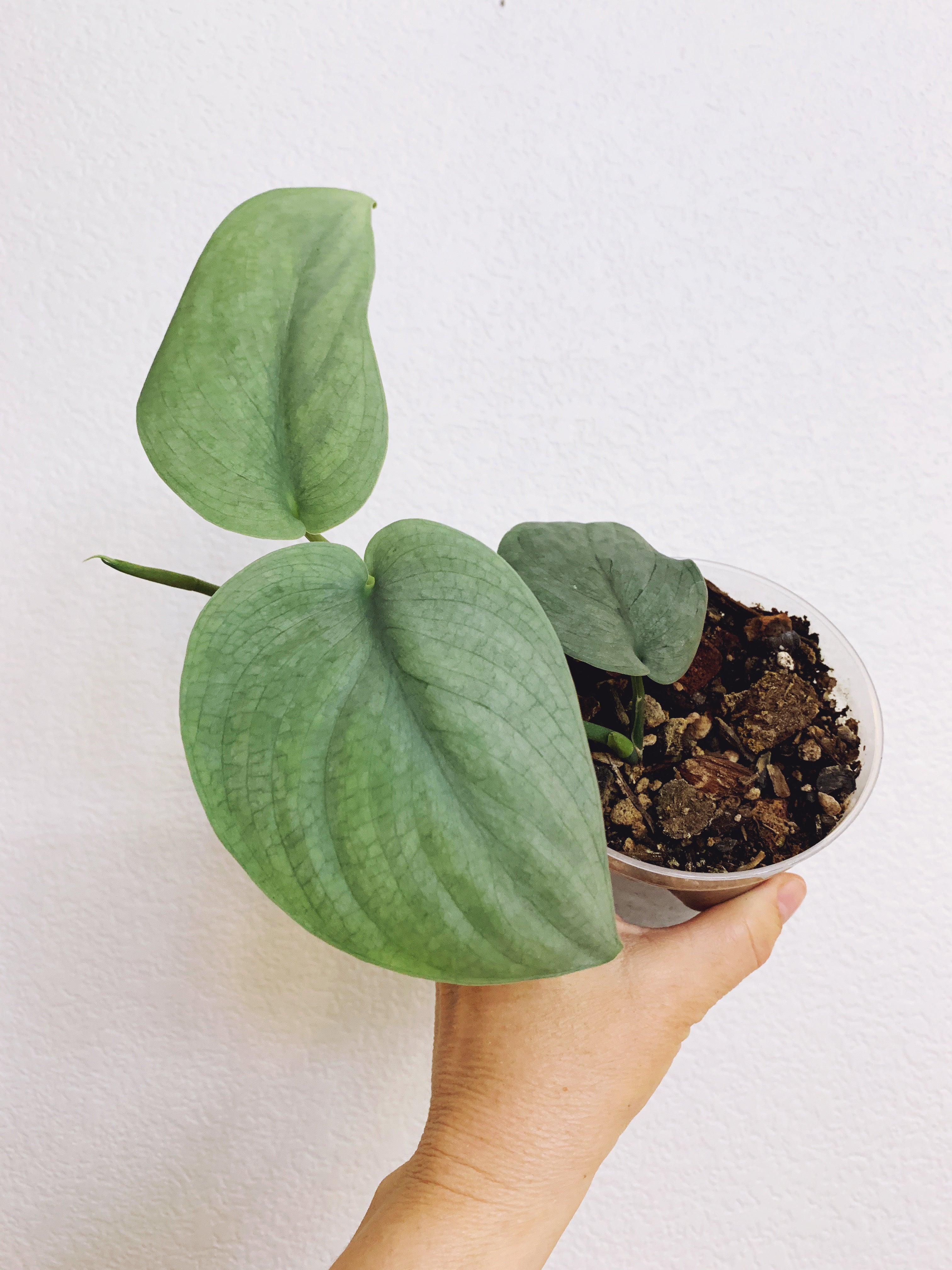 Current Plants – The Pink Trellis